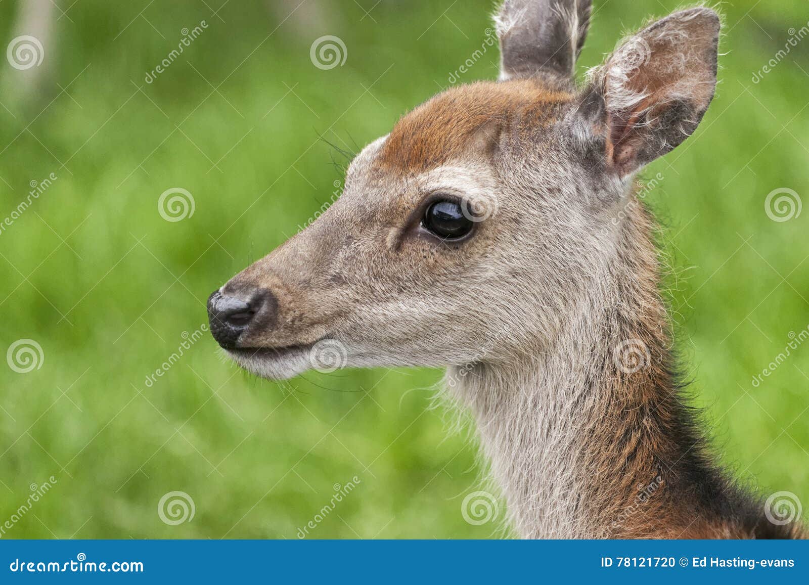 Red Deer stock photo. Image of creature, face, ears, brown - 78121720