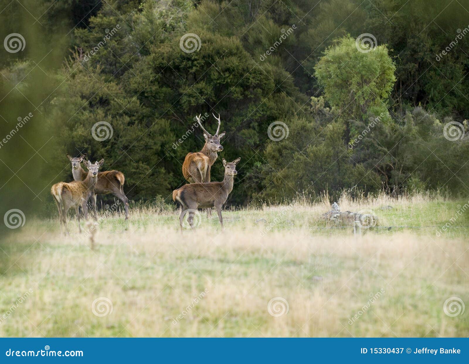 Red Deer in New Zealand stock image. Image of hunting - 15330437