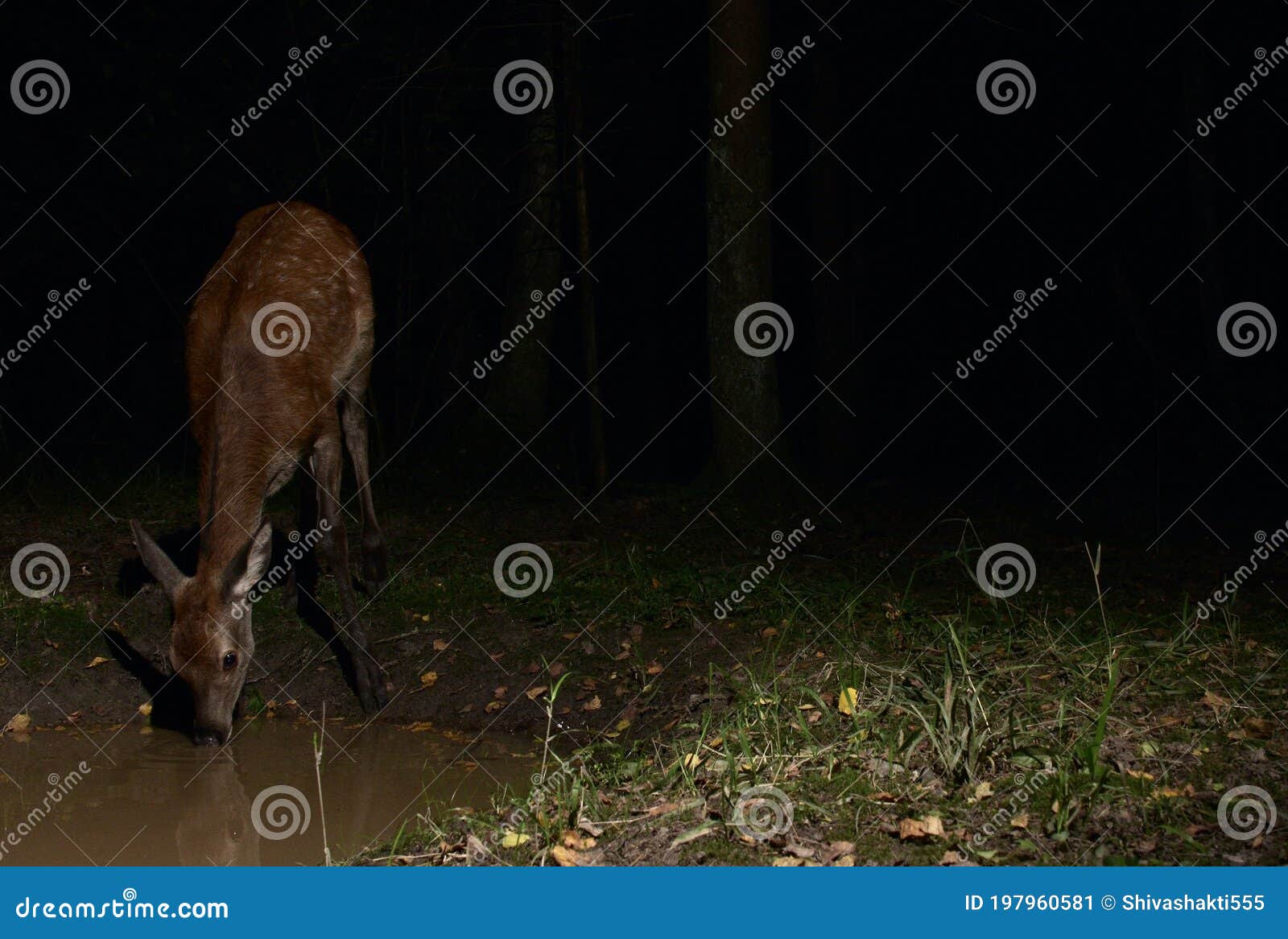 Red deer in night stock image. Image of forest, wildlife - 197960581