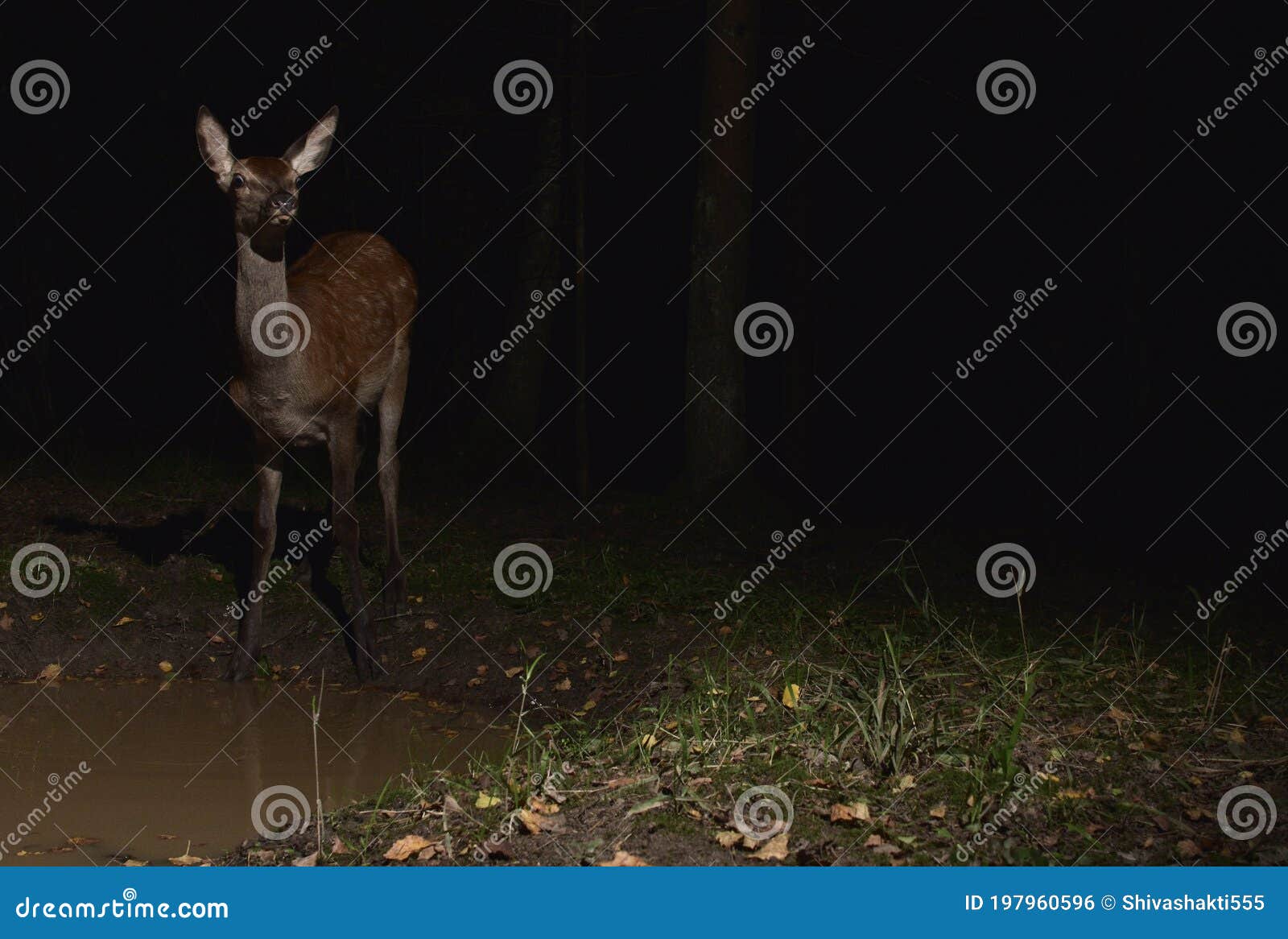 Red deer in night stock photo. Image of night, wildlife - 197960596