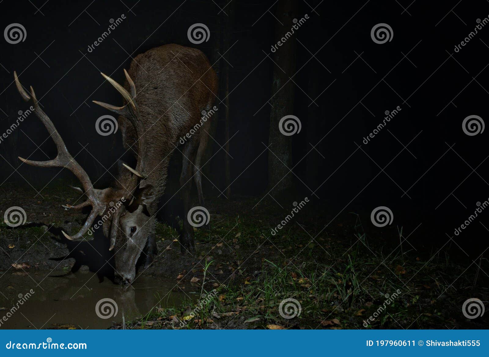 Red deer in night stock image. Image of cameratrap, night - 197960611