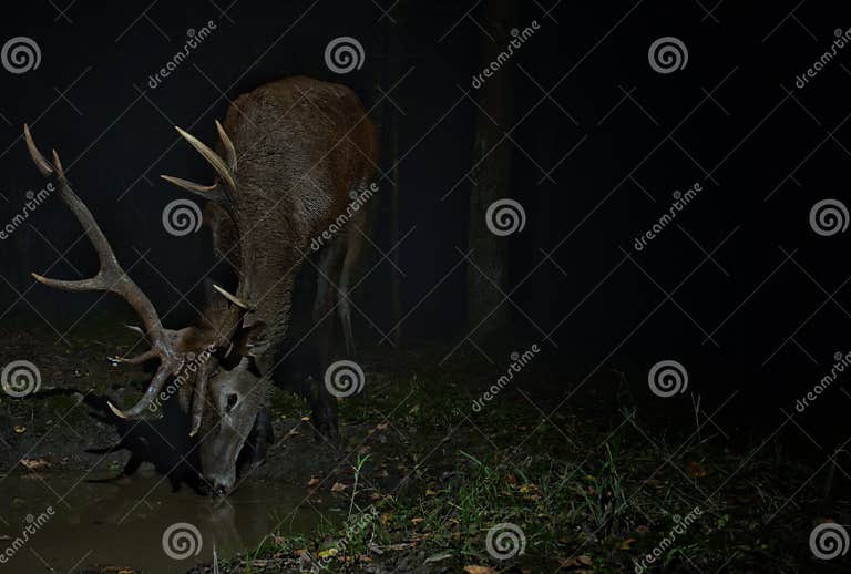 Red deer in night stock image. Image of cameratrap, night - 197960611