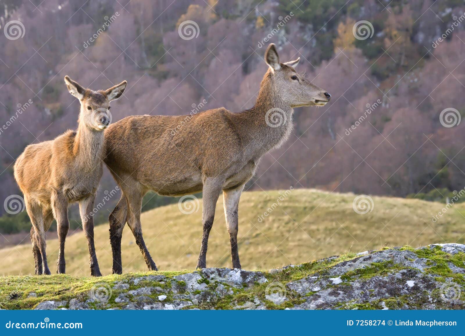 Red Deer Pair stock photo. Image of alert, animal, muddy - 7258274
