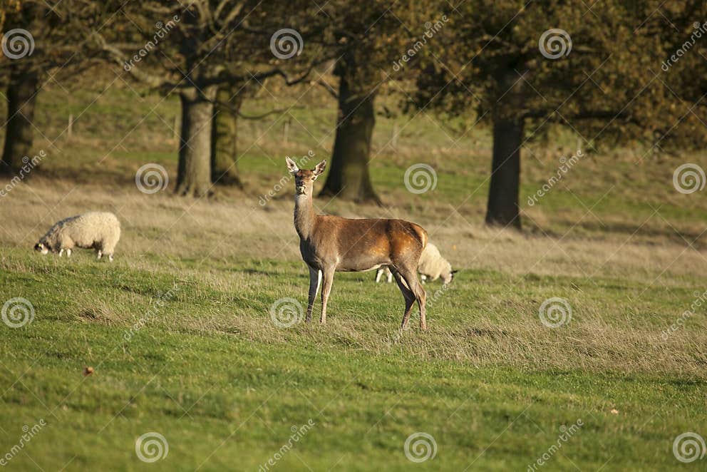 Red Deer stock image. Image of peak, foliage, wildlife - 54882341