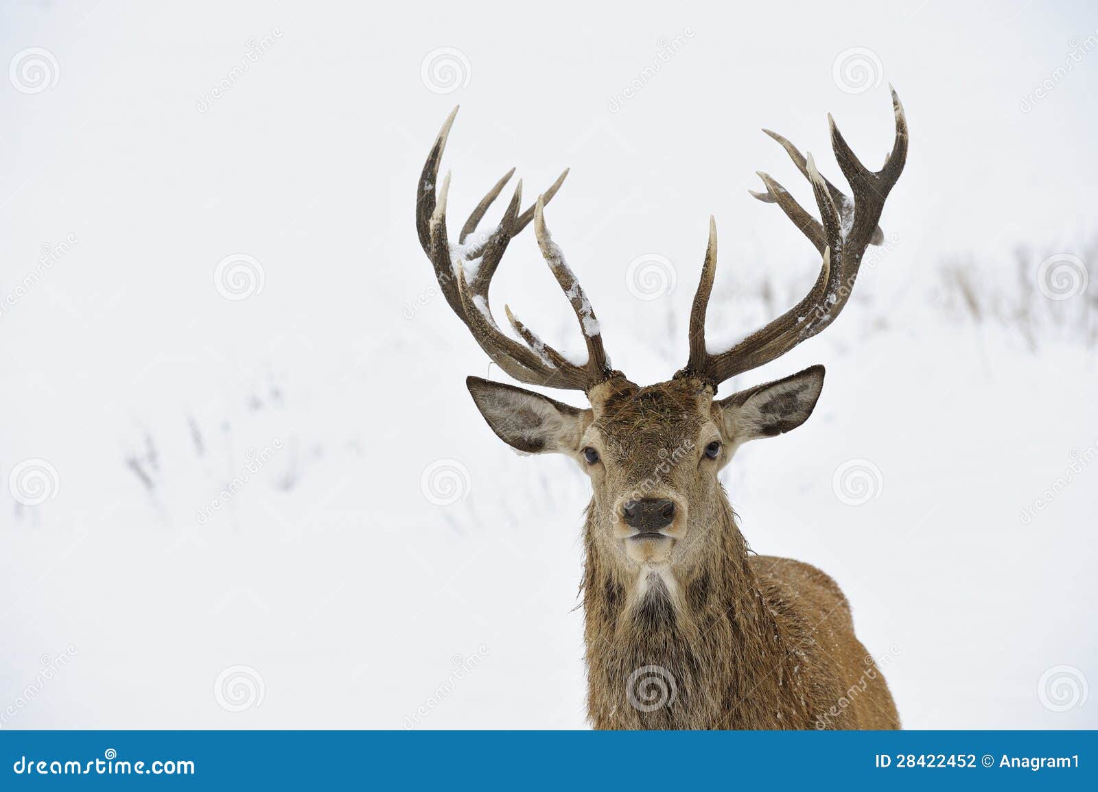Red deer portrait stock photo. Image of outdoors, elaphus - 28422452