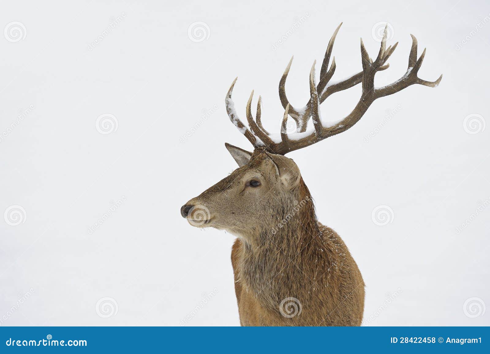 Red deer portrait stock photo. Image of winter, color - 28422458