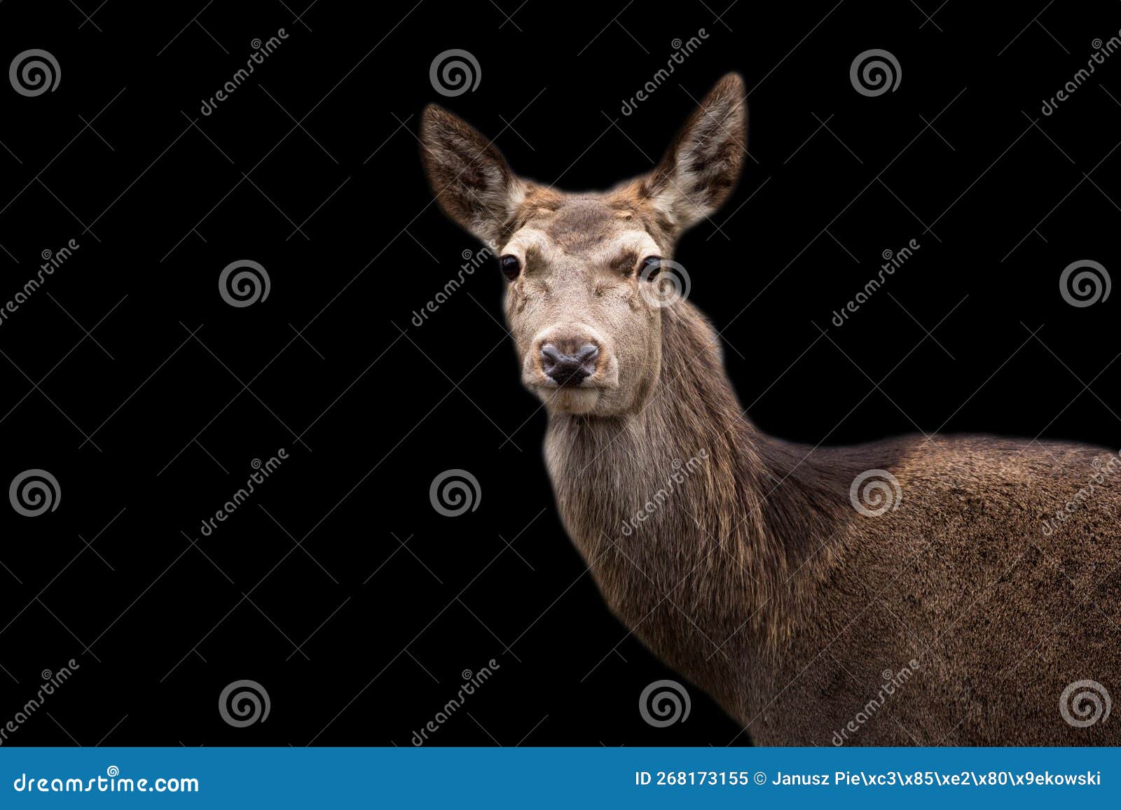 Red deer a portrait stock image. Image of look, male - 268173155