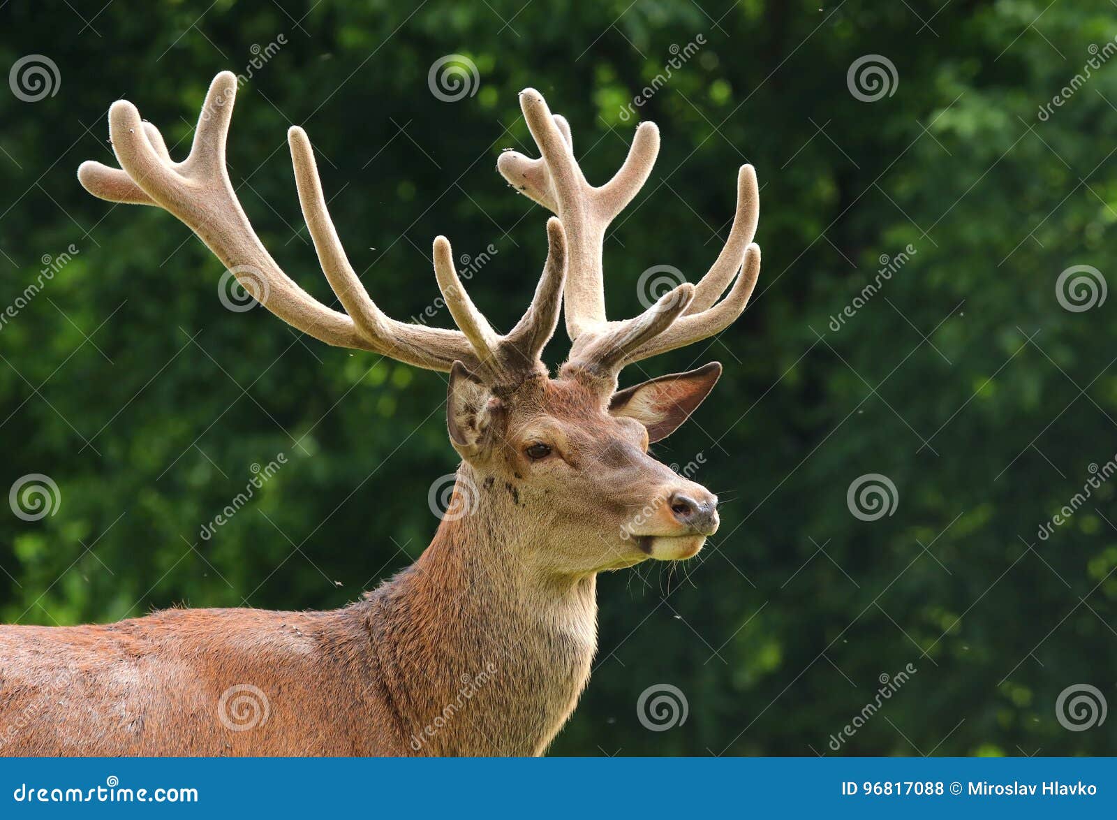 Red deer portrait stock photo. Image of bast, summer - 96817088