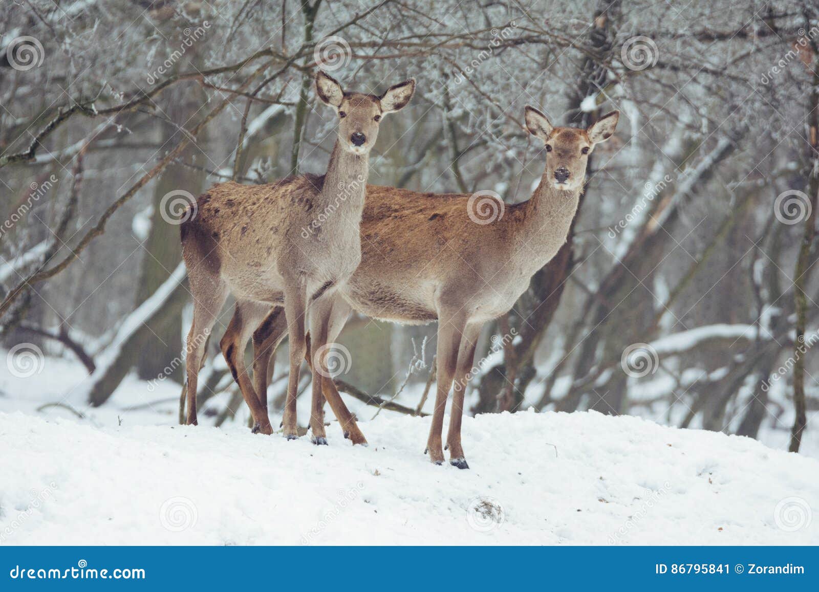 Red Deer Portrait on Snow and Forest in Winter Time Stock Image - Image ...