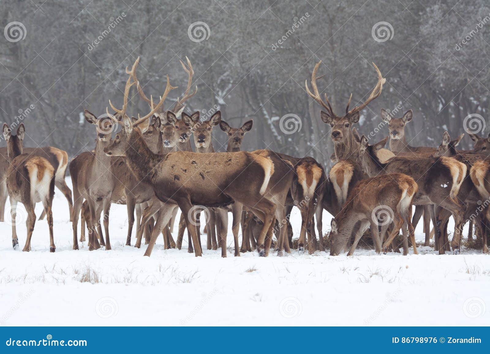 Red Deer Portrait on Snow and Forest in Winter Time Stock Photo - Image ...