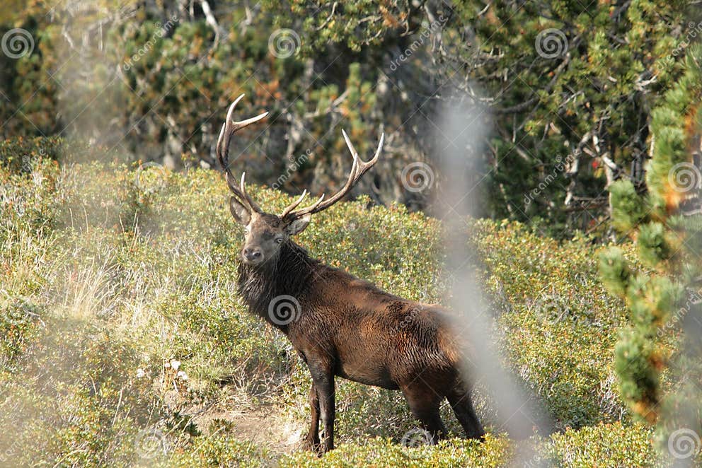 Red deer in Pyrenees stock image. Image of stag, nature - 87259551