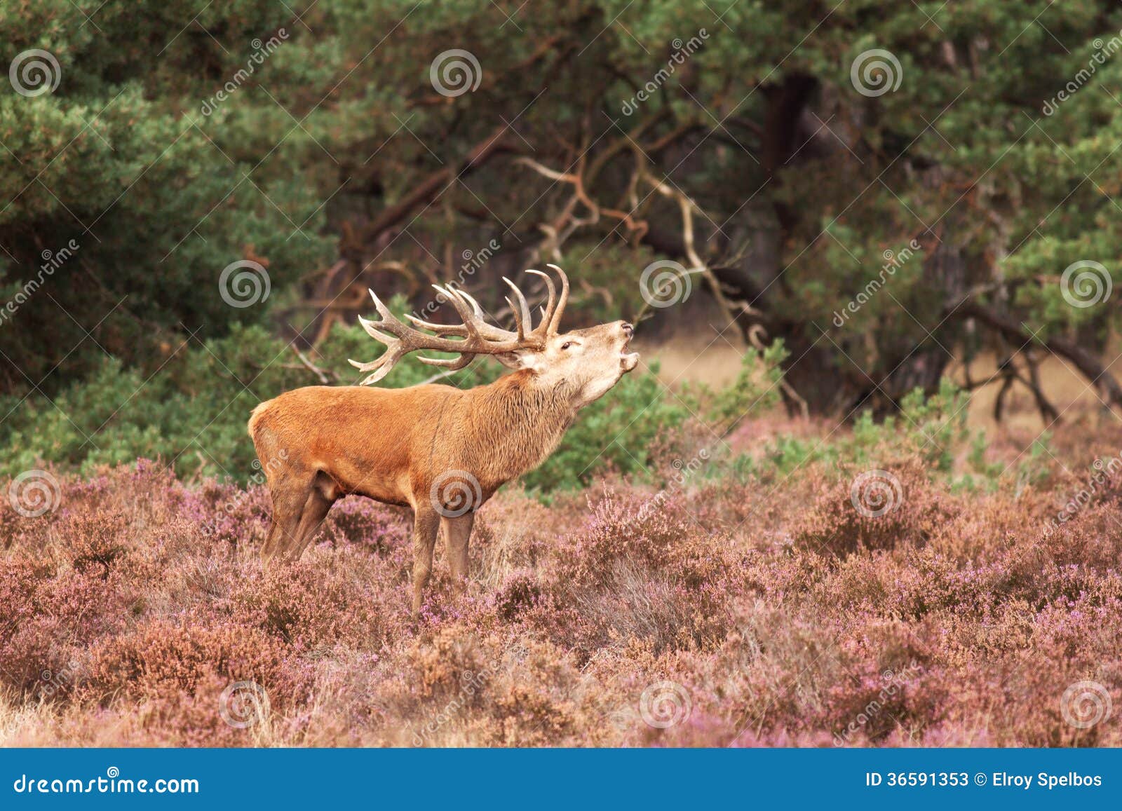 Red deer stock image. Image of europe, season, rutting - 36591353