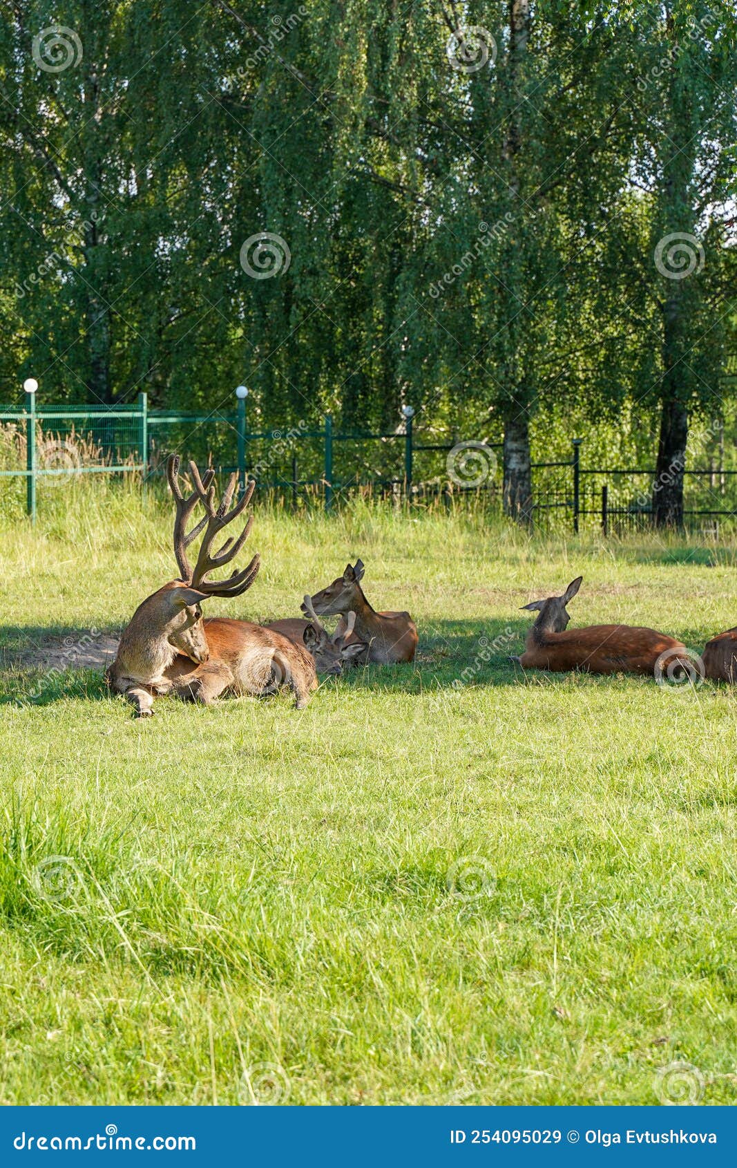 Red Deer Rest in the Shade of Trees in a Nature Reserve in Summer Lying ...