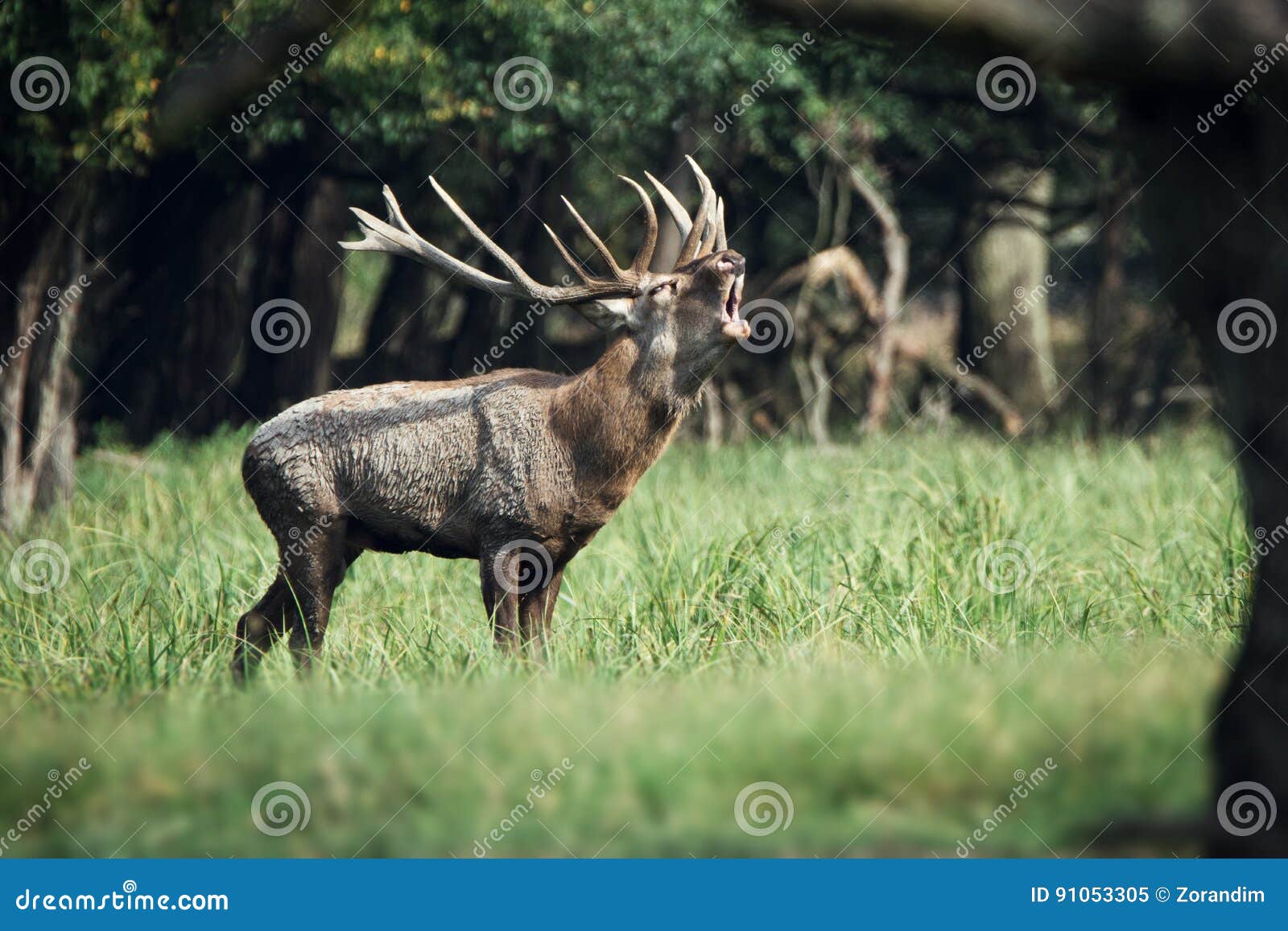 Red deer roaring stock image. Image of nature, autumn - 91053305