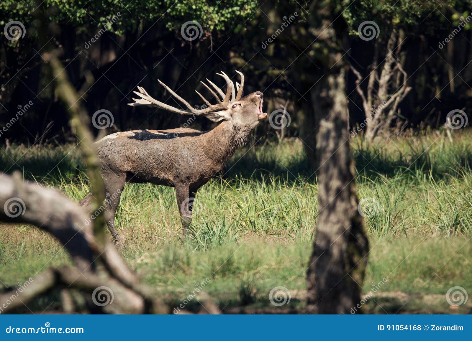 Red deer roaring stock photo. Image of beautiful, roar - 91054168