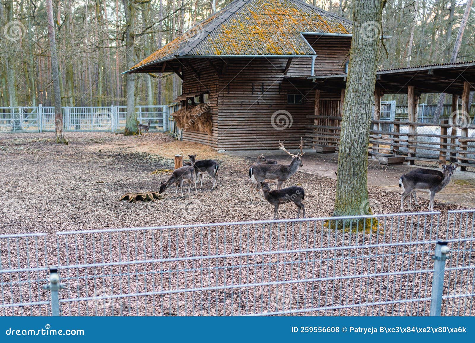 Red Deer and Roe Deer in the Yard in Autumn. Animal. Stock Photo ...