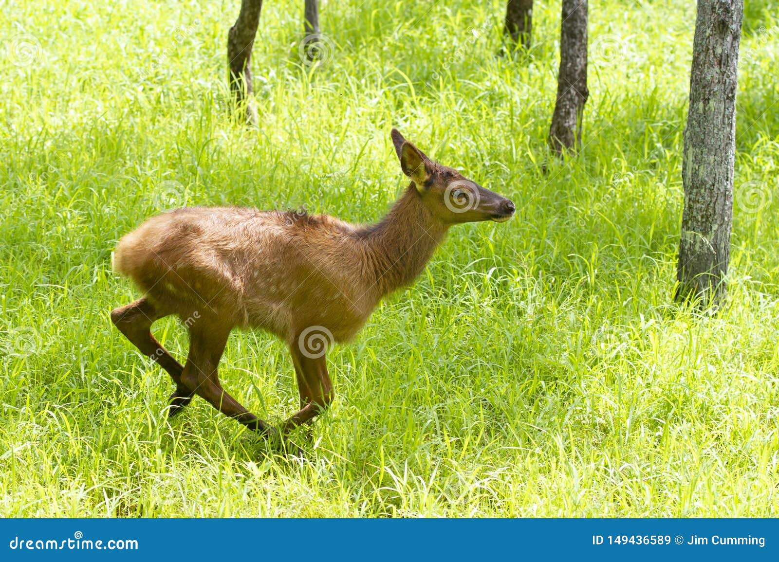 A Red Deer Running through a Field of Deer Ticks in Summer in Canada ...