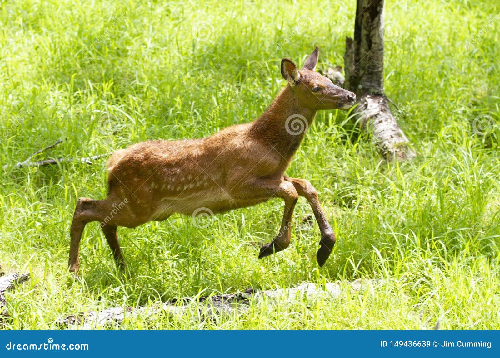 A Red Deer Running through a Field of Deer Ticks in Summer in Canada ...