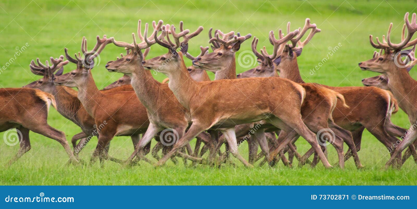 Red deer running stock image. Image of animals, herd - 73702871