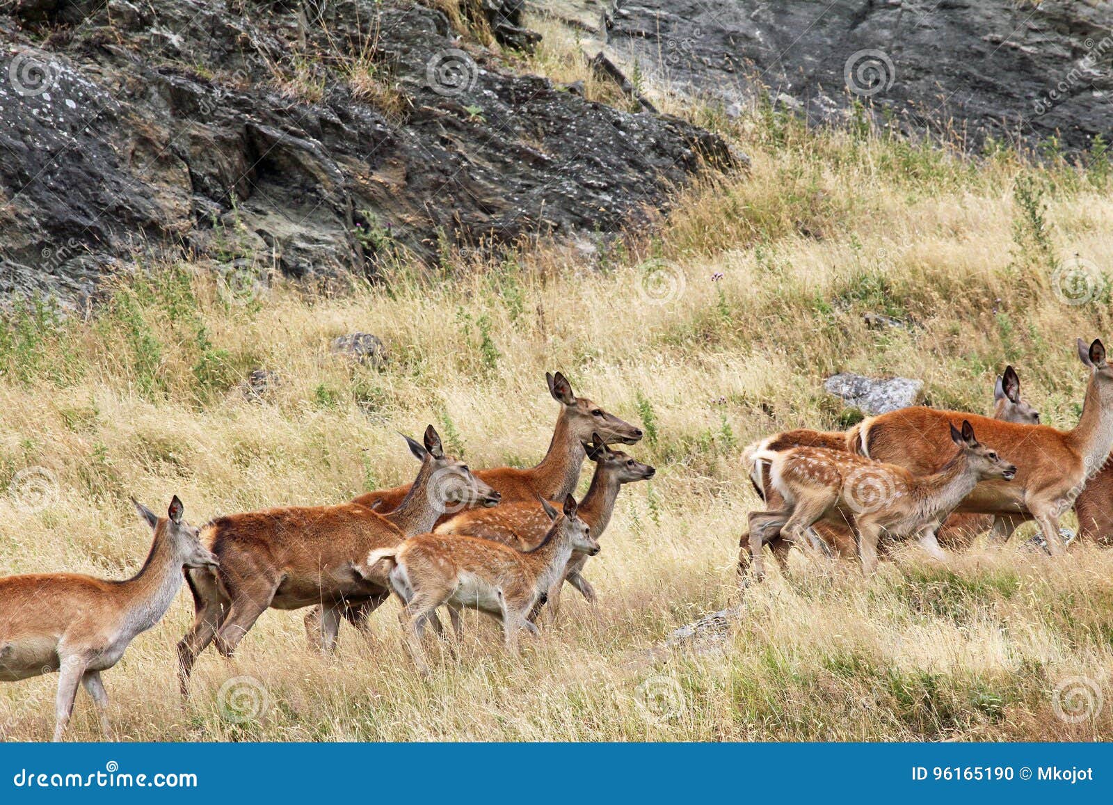 Red deer running stock photo. Image of female, hill, outdoors - 96165190