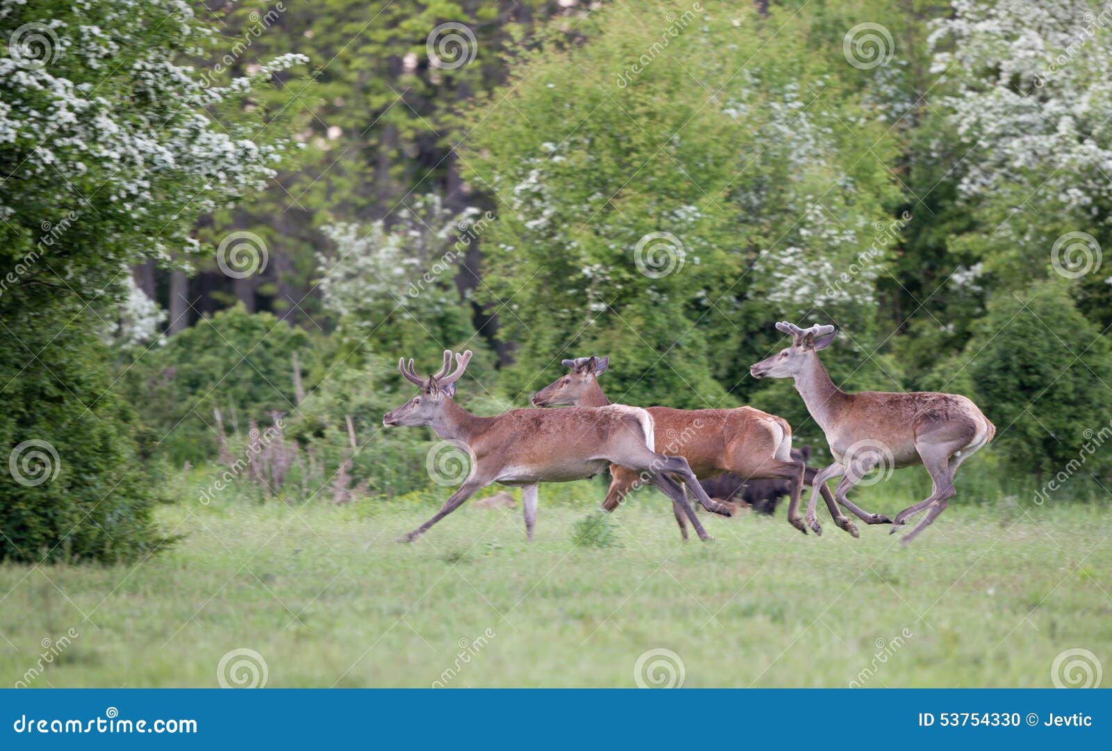 Red deer running stock photo. Image of cervidae, reserve - 53754330