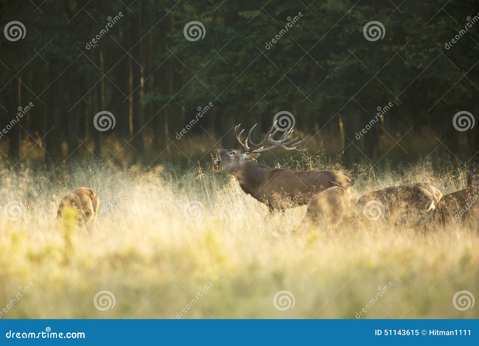 Red Deer Rut stock image. Image of trees, forest, animal - 51143615