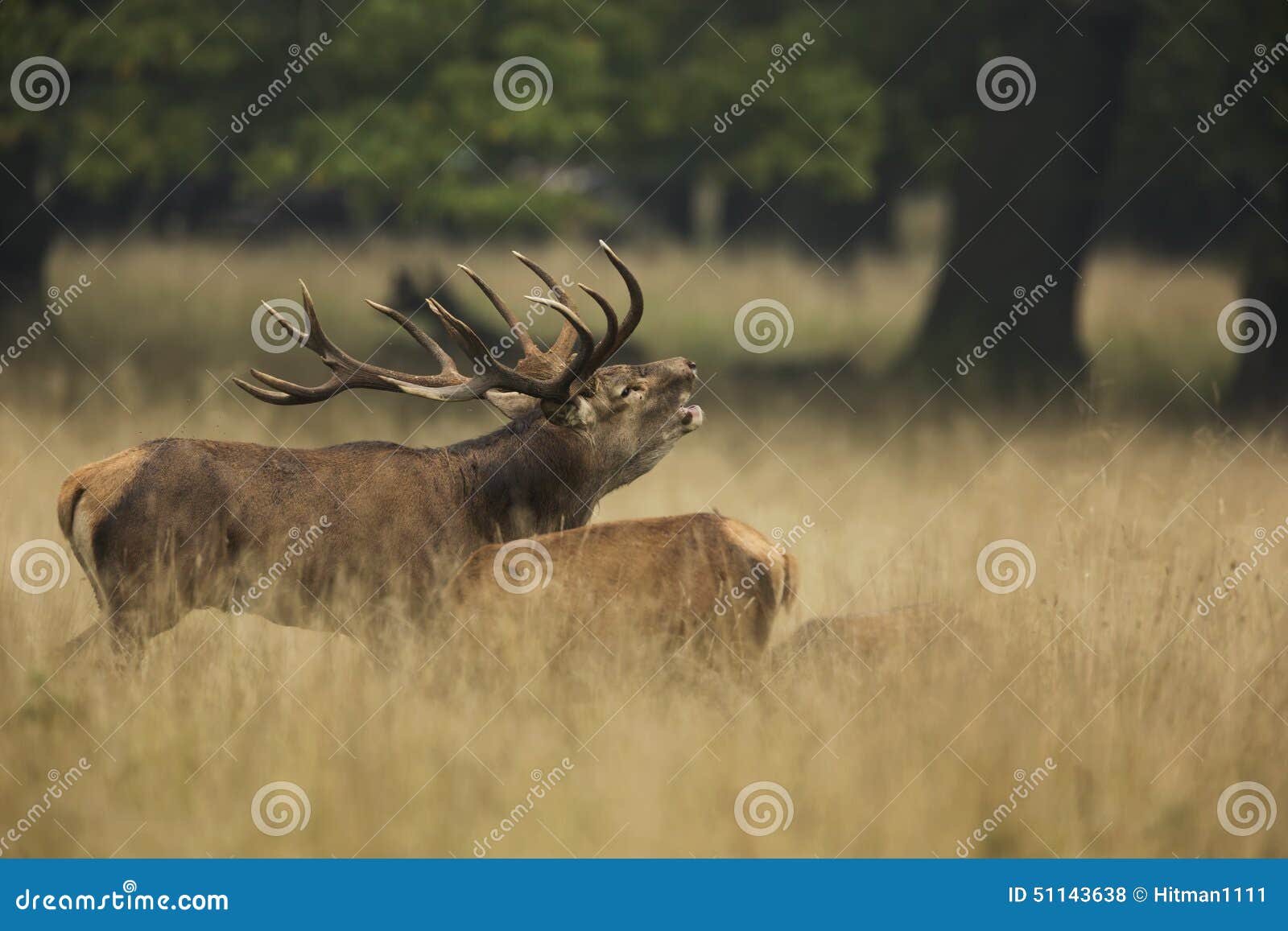 Red Deer Rut stock photo. Image of cervus, grass, fall - 51143638