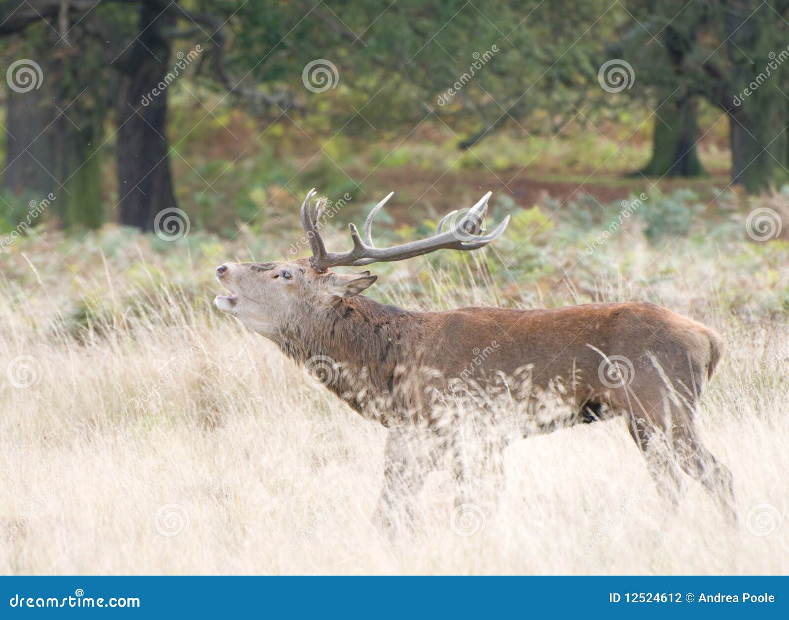 Red Deer Rutt stock photo. Image of deer, park, mammal - 12524612