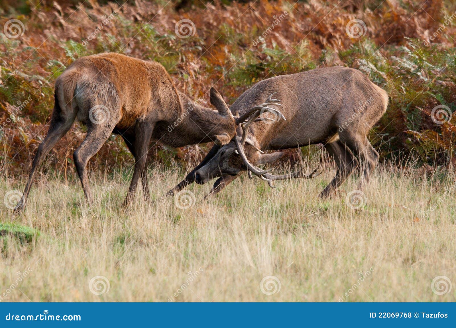 Red deer rutting. stock photo. Image of field, natural - 22069768