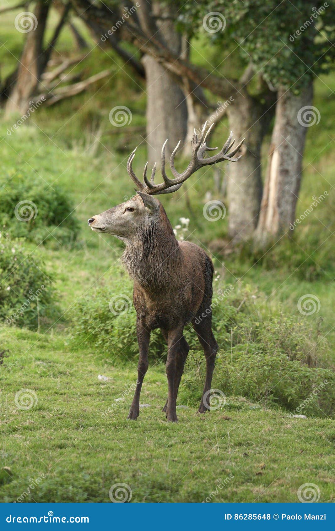 Red deer rutting season stock photo. Image of autumn - 86285648