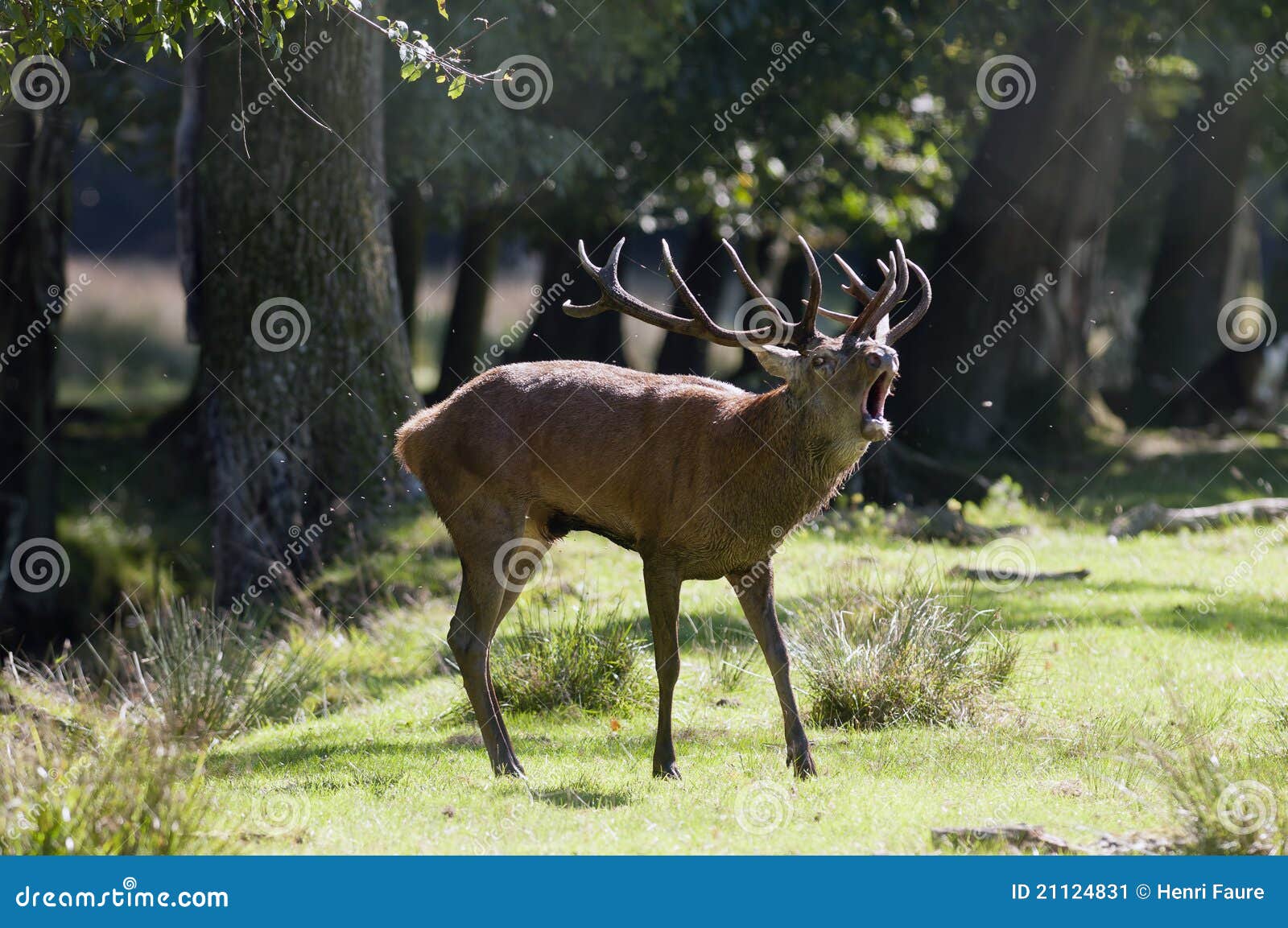 Red Deer Shouting in Autumn Stock Image - Image of autumn, mating: 21124831