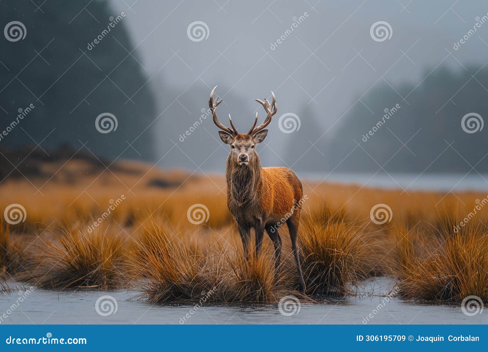 Red Deer Shows Off Its Antlers on the Scottish Moors Stock Illustration ...