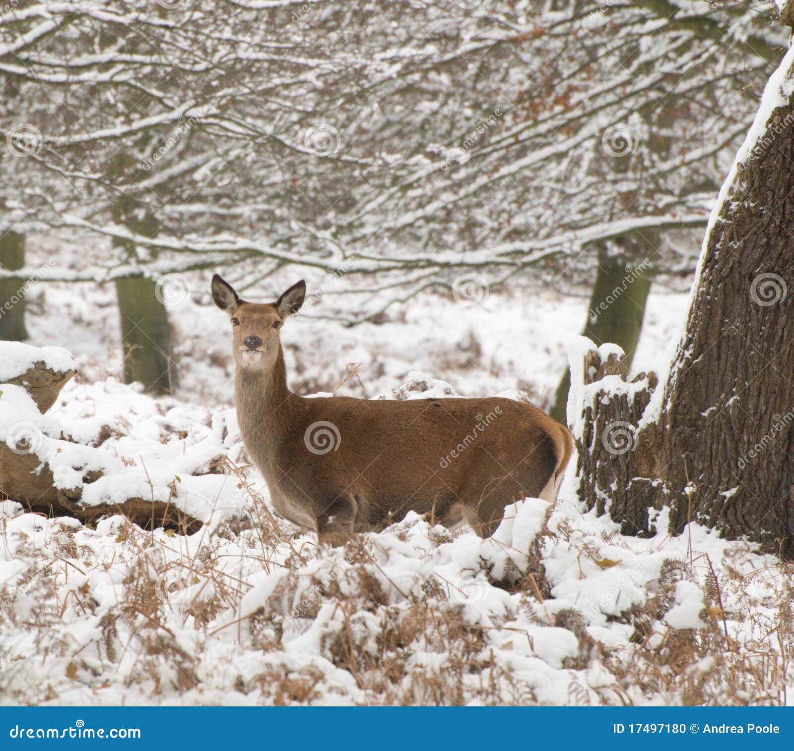 Red deer in the snow stock photo. Image of antler, male - 17497180