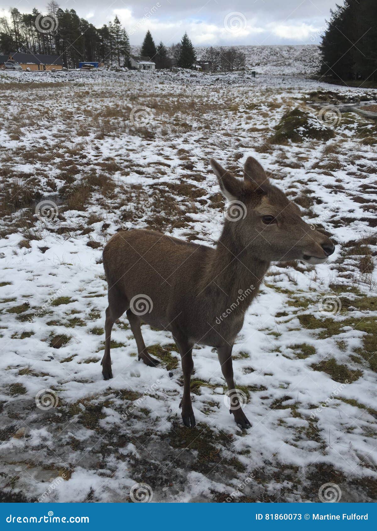 Red deer stock image. Image of deer, snow, glencoe, fauna - 81860073