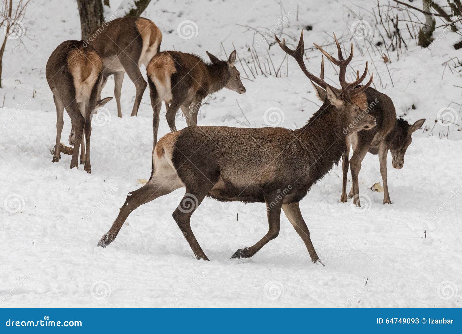 Red Deer on Snow Background Stock Image - Image of brown, wildlife ...