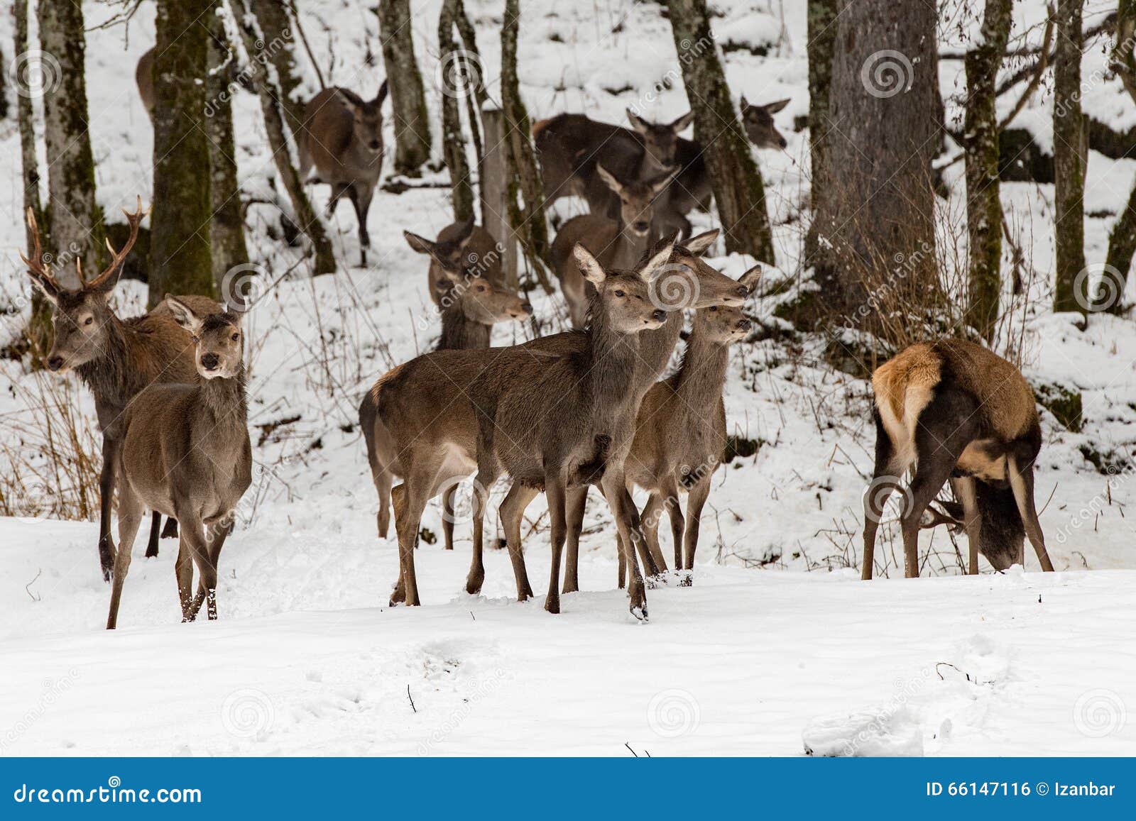 Red Deer on Snow Background Stock Photo - Image of animal, forest: 66147116
