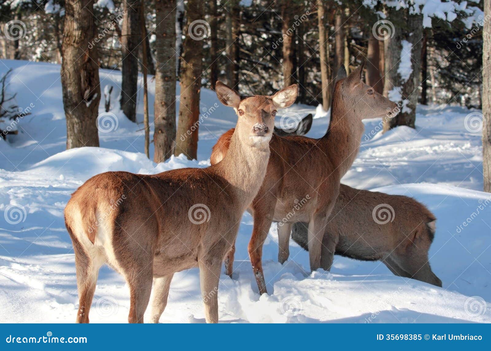 Red deer in snow stock image. Image of wildlife, mammal - 35698385