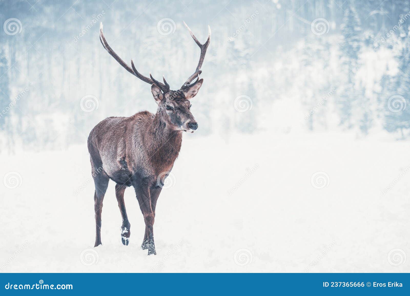 Red deer in snow stock photo. Image of horns, brown - 237365666