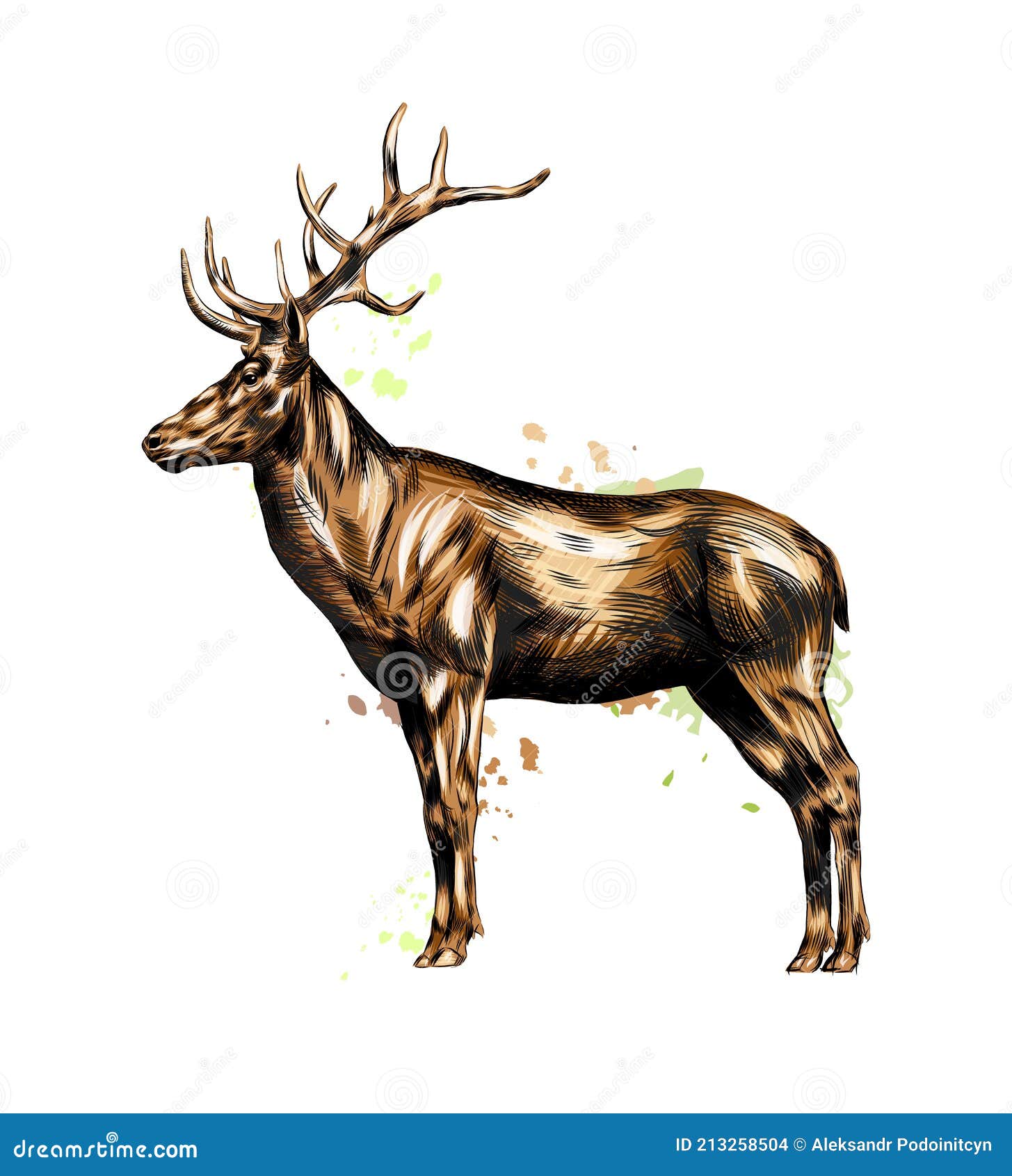 Red Deer from a Splash of Watercolor, Colored Drawing, Realistic Stock ...