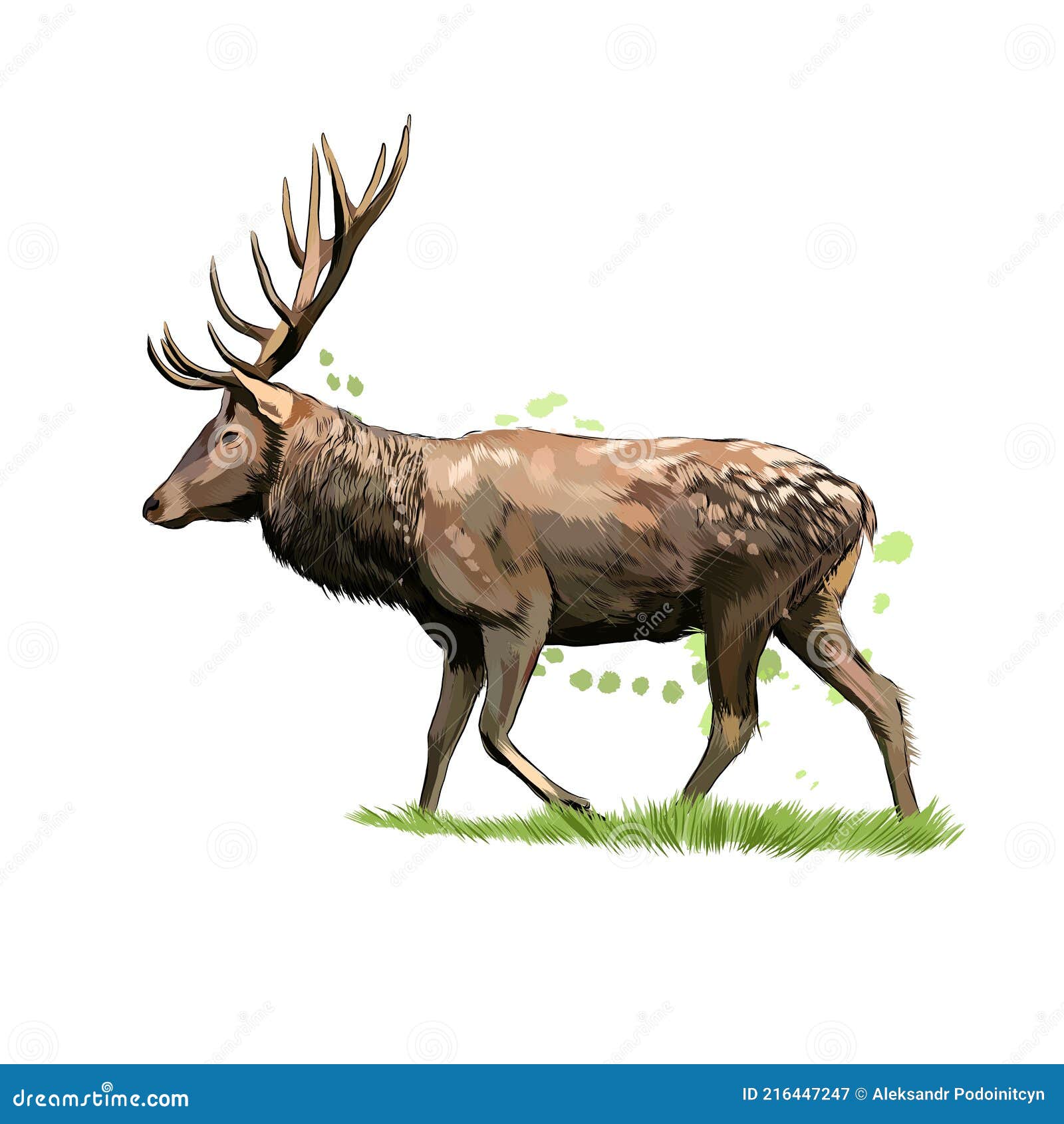 Red Deer from a Splash of Watercolor, Colored Drawing, Realistic Stock ...