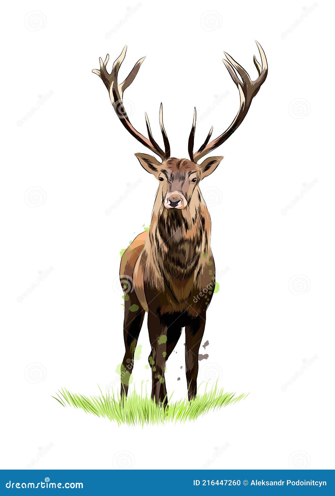 Red Deer from a Splash of Watercolor, Colored Drawing, Realistic Stock ...