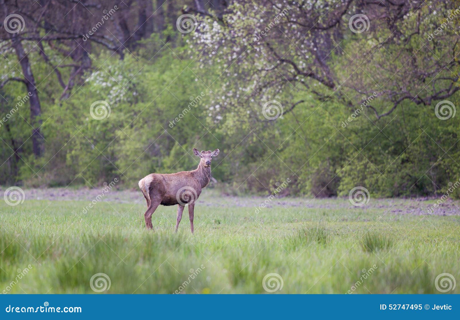 Red deer in spring stock image. Image of hunting, national - 52747495