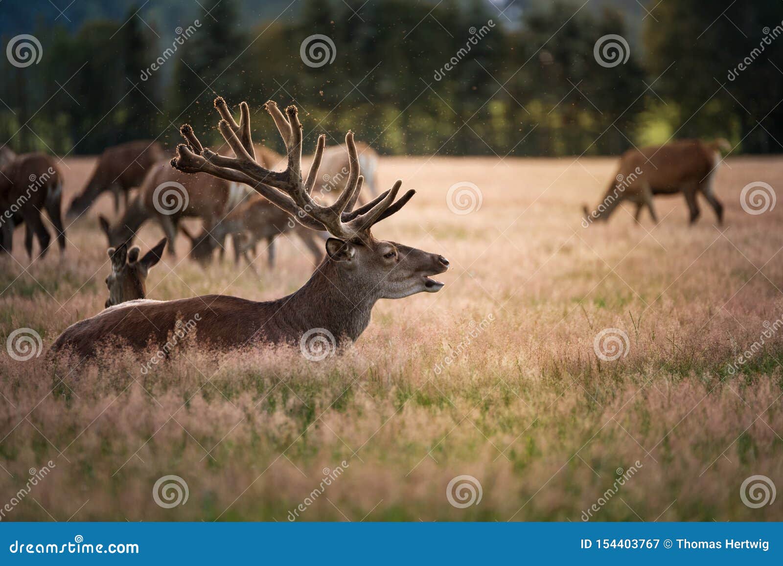 Red Deer Stack Resting in the Grass with Family Stock Image - Image of ...