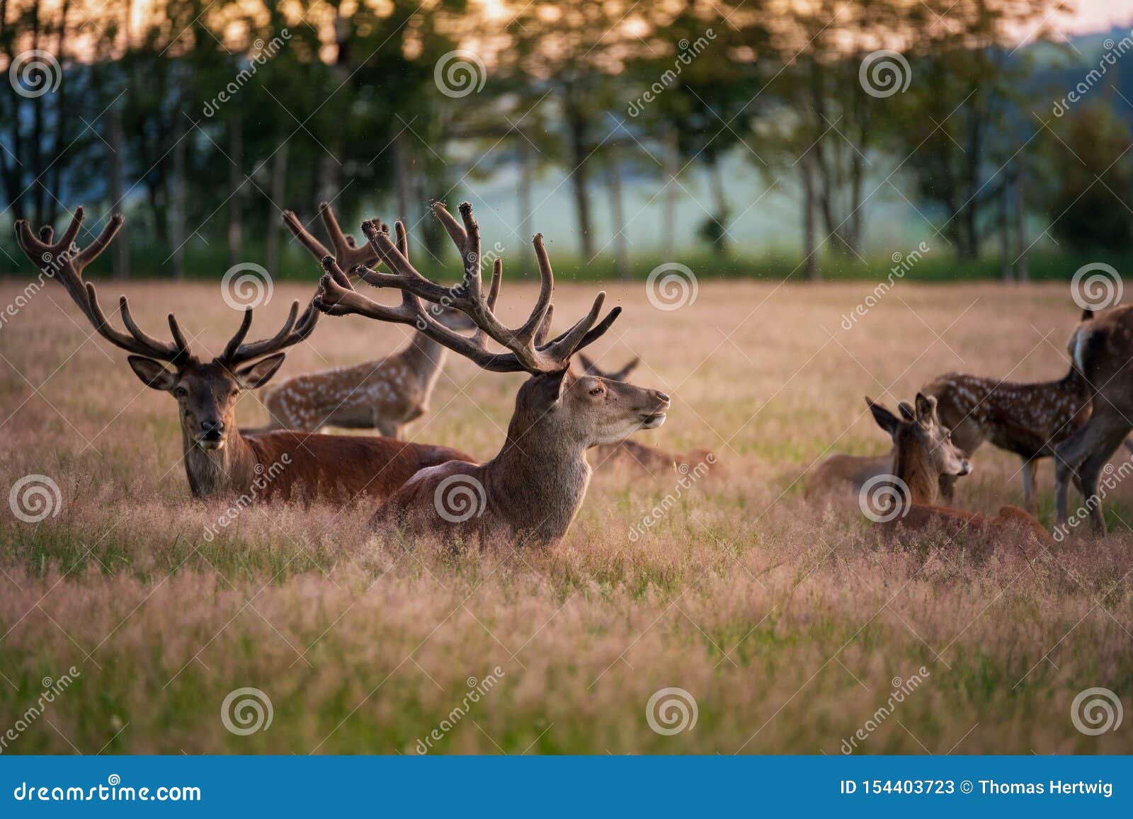 Red Deer Stack Resting in the Grass with Family at Sunset Stock Image ...