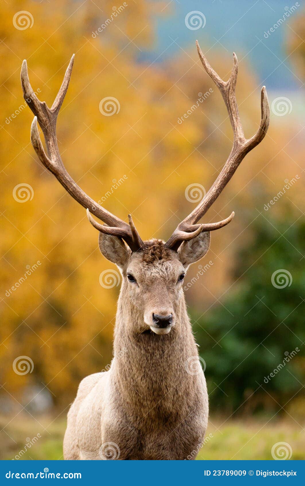 Red Deer Stag stock image. Image of fauna, rutting, antler - 23789009