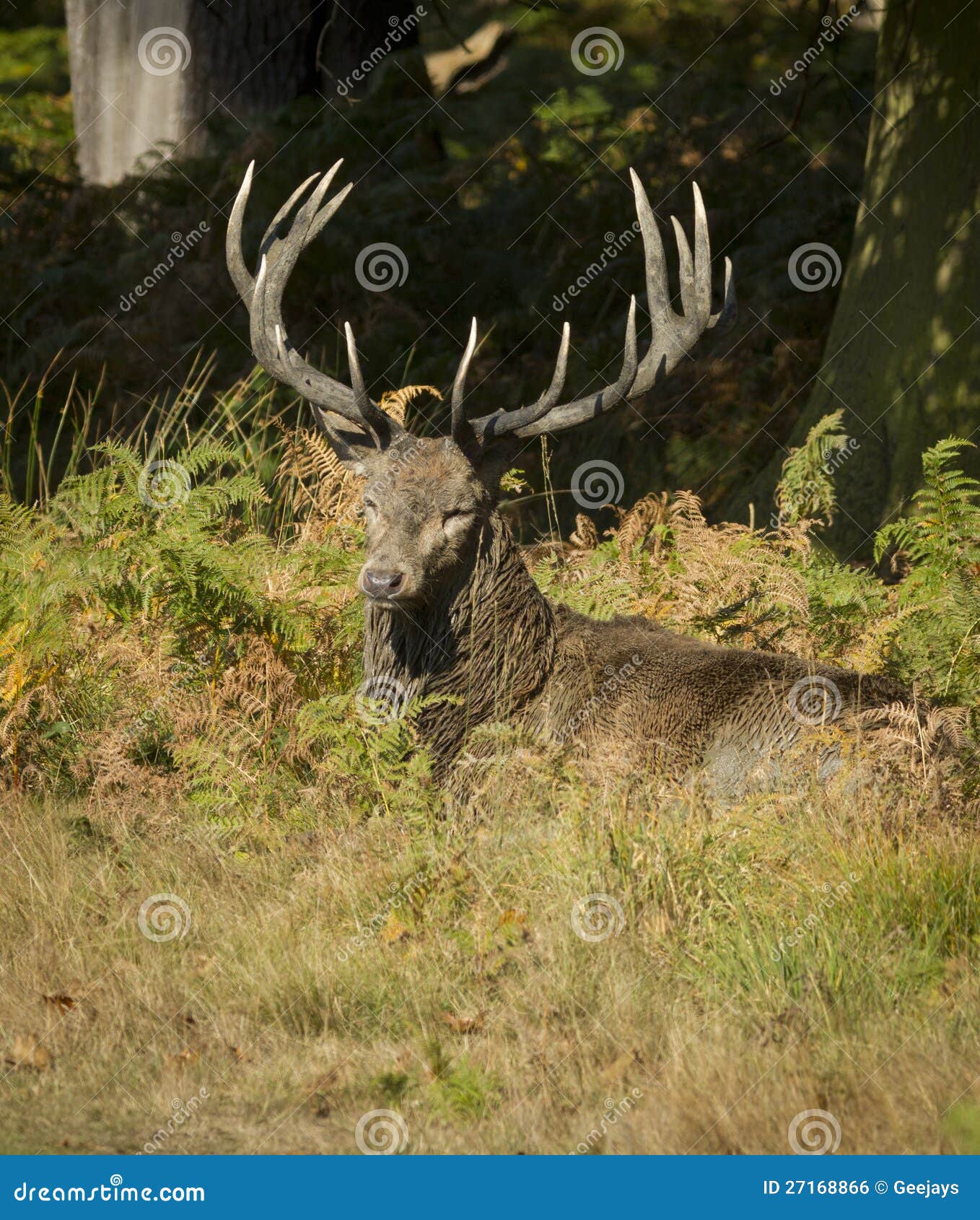 Red Deer Stag stock photo. Image of deer, cervus, wallow - 27168866