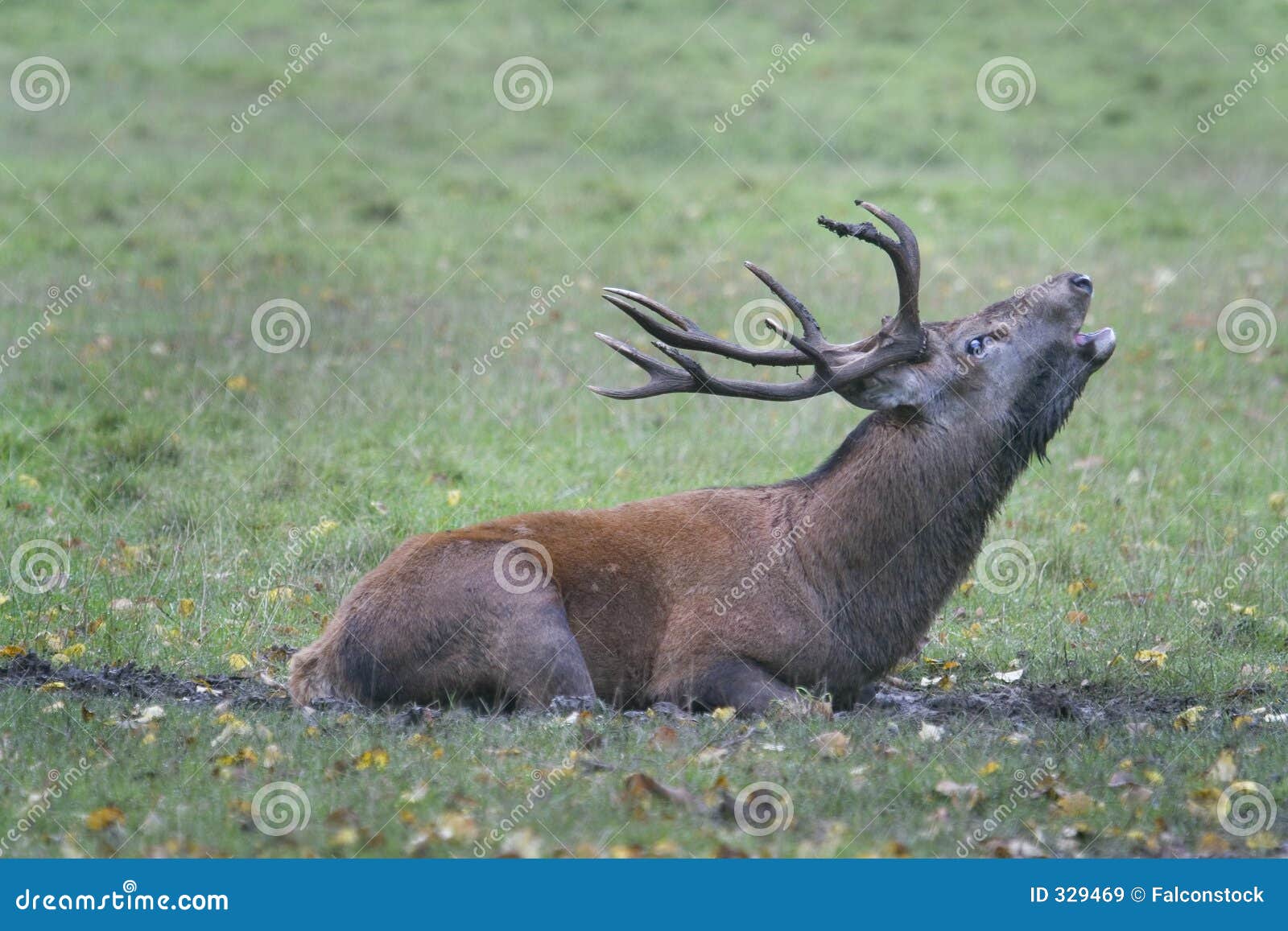 Red Deer Stag stock image. Image of park, deer, parkland - 329469