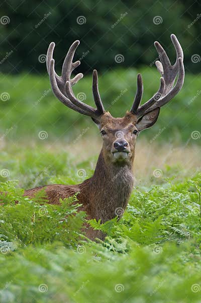 Red Deer Stag stock image. Image of stag, elaphus, wildlife - 6000659