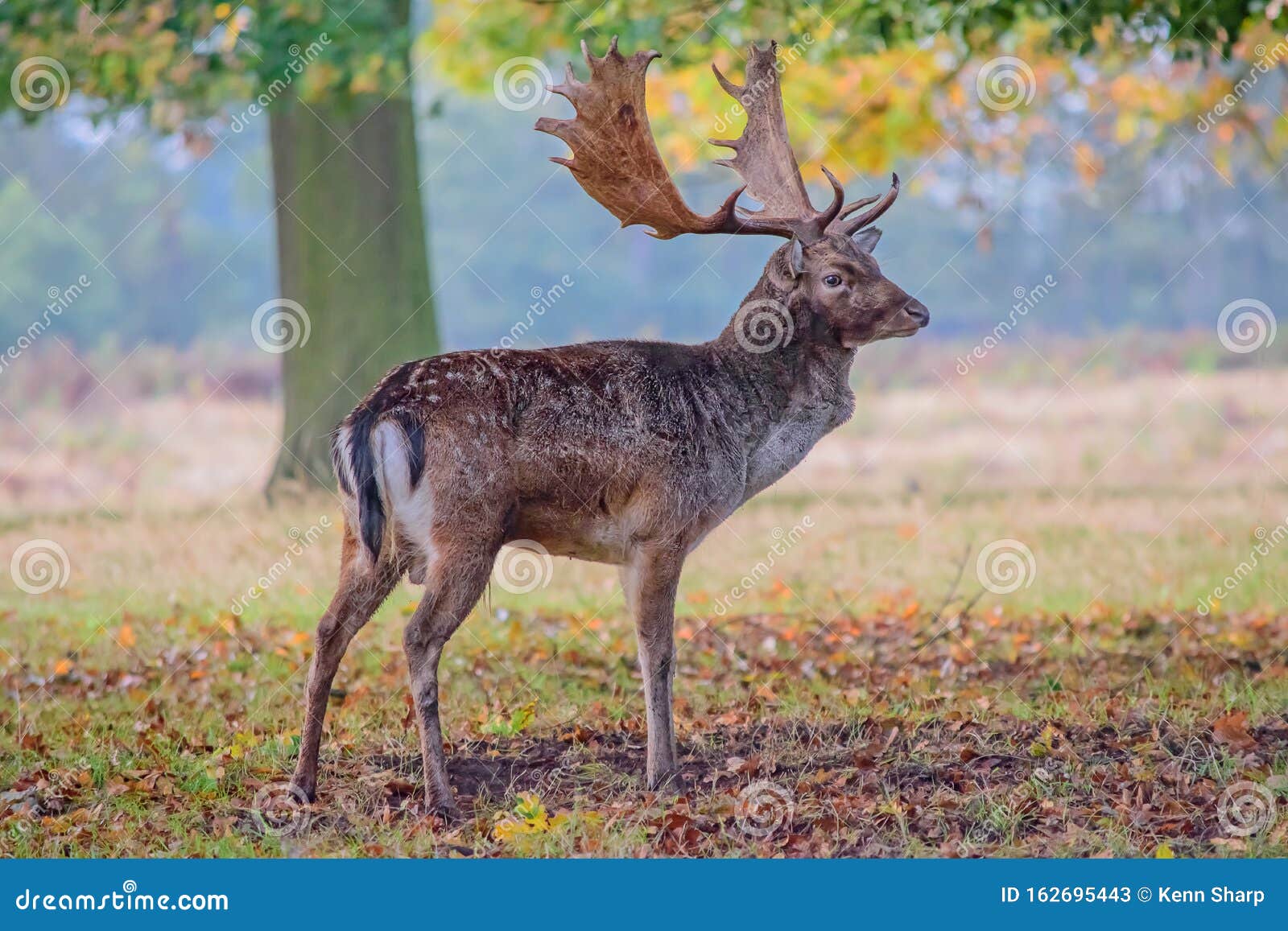 A Red Deer Stag on Alert in the Woods Stock Image - Image of mate, stag ...