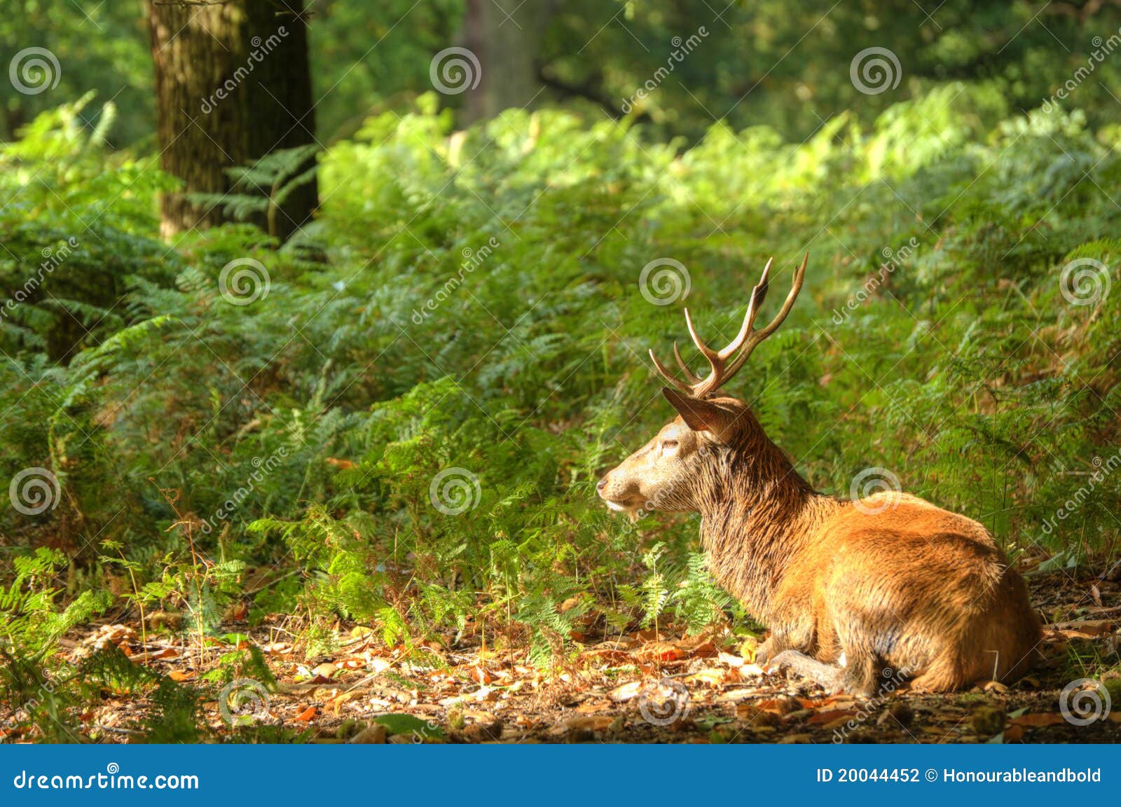 Red Deer Stag during Autumn Fall Season Stock Photo - Image of bellow ...